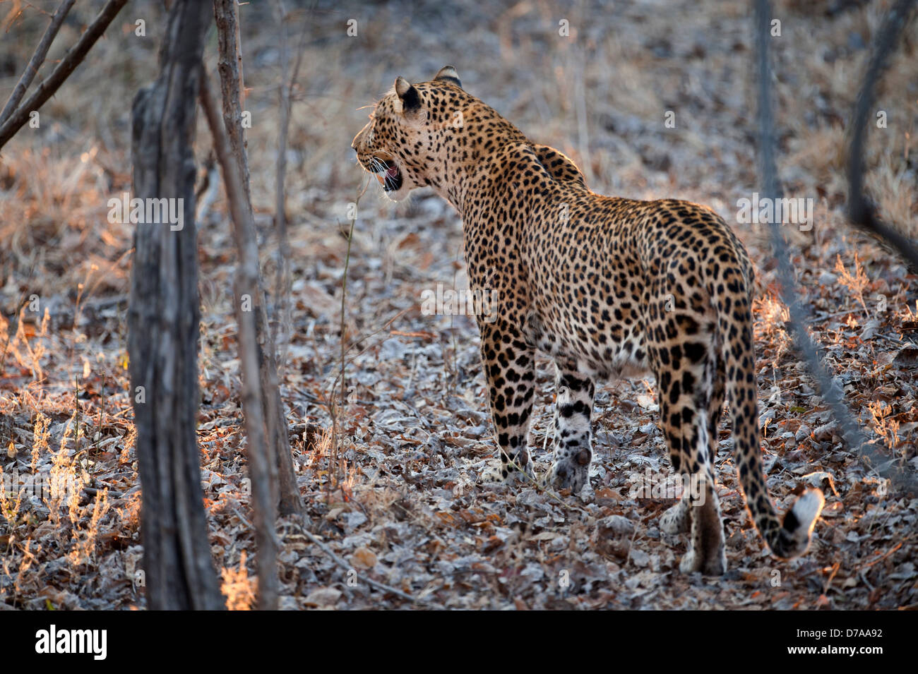 Adult female leopard Panthera pardus active at dusk in forest South ...