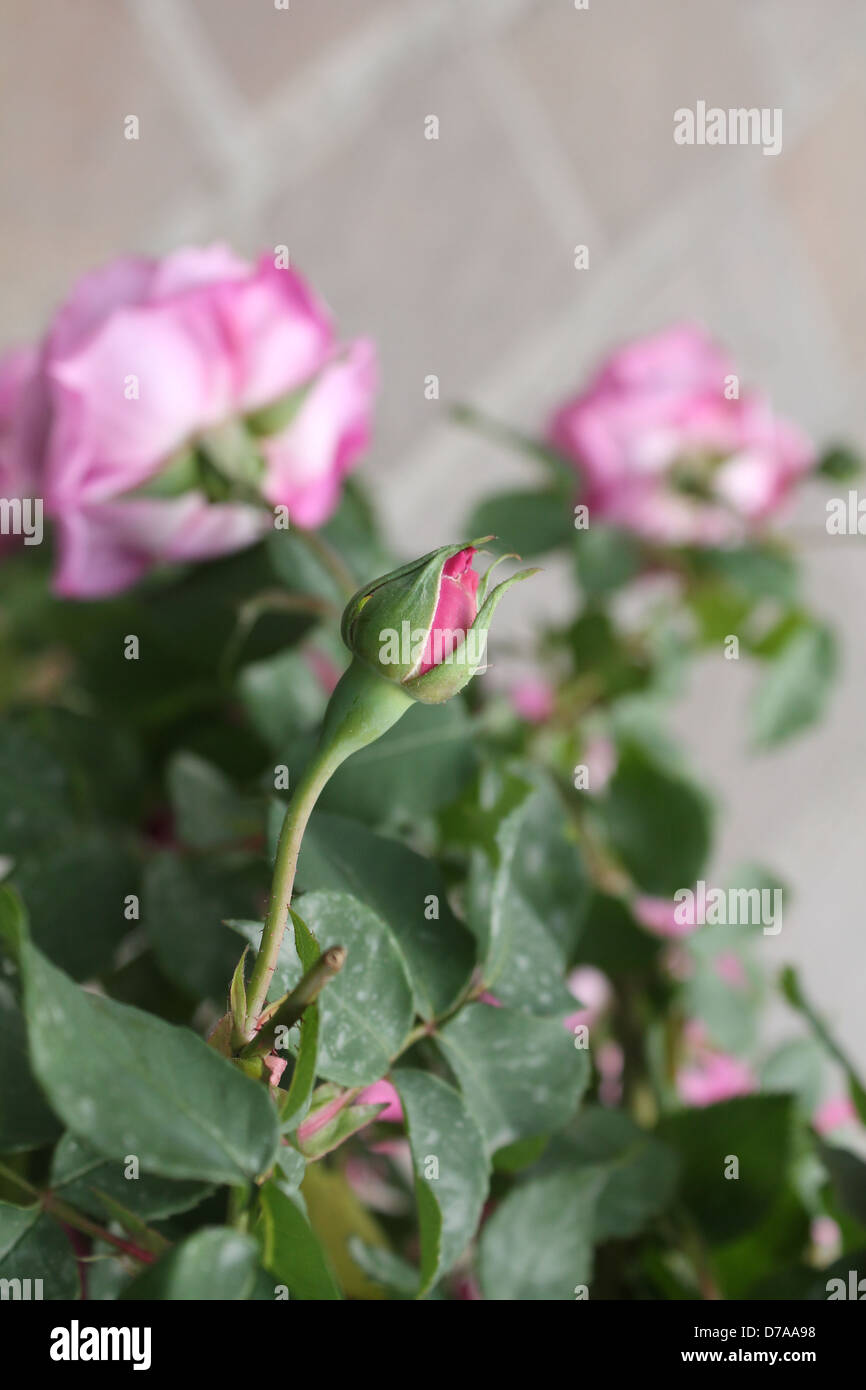 A young roses and her older sisters Stock Photo - Alamy