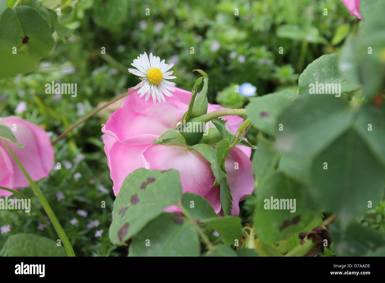 Daisy and roses hi-res stock photography and images - Alamy