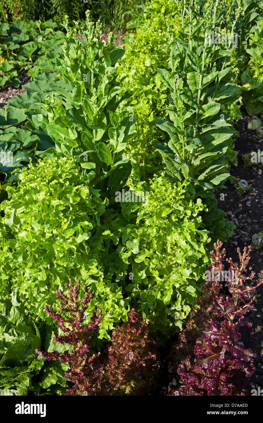 A row of bolted lettuce on an allotment Stock Photo - Alamy