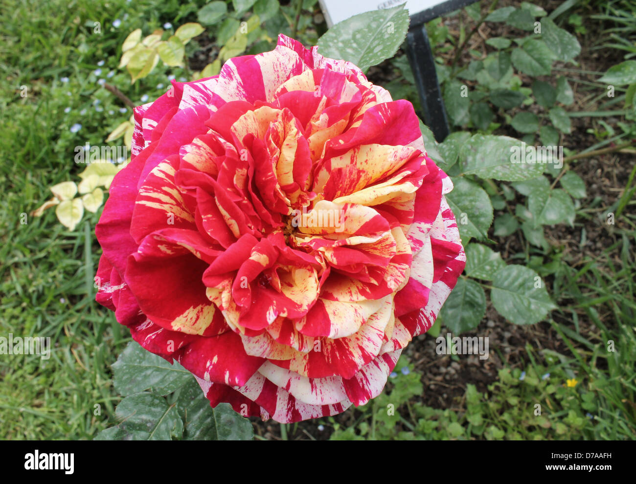 Big impression hi-res stock photography and images - Alamy