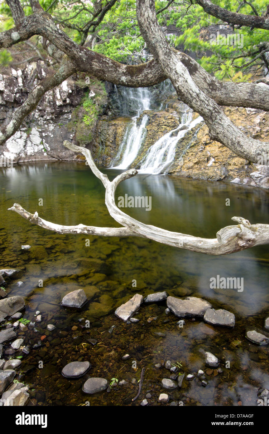 Mull ancient tree hi-res stock photography and images - Alamy
