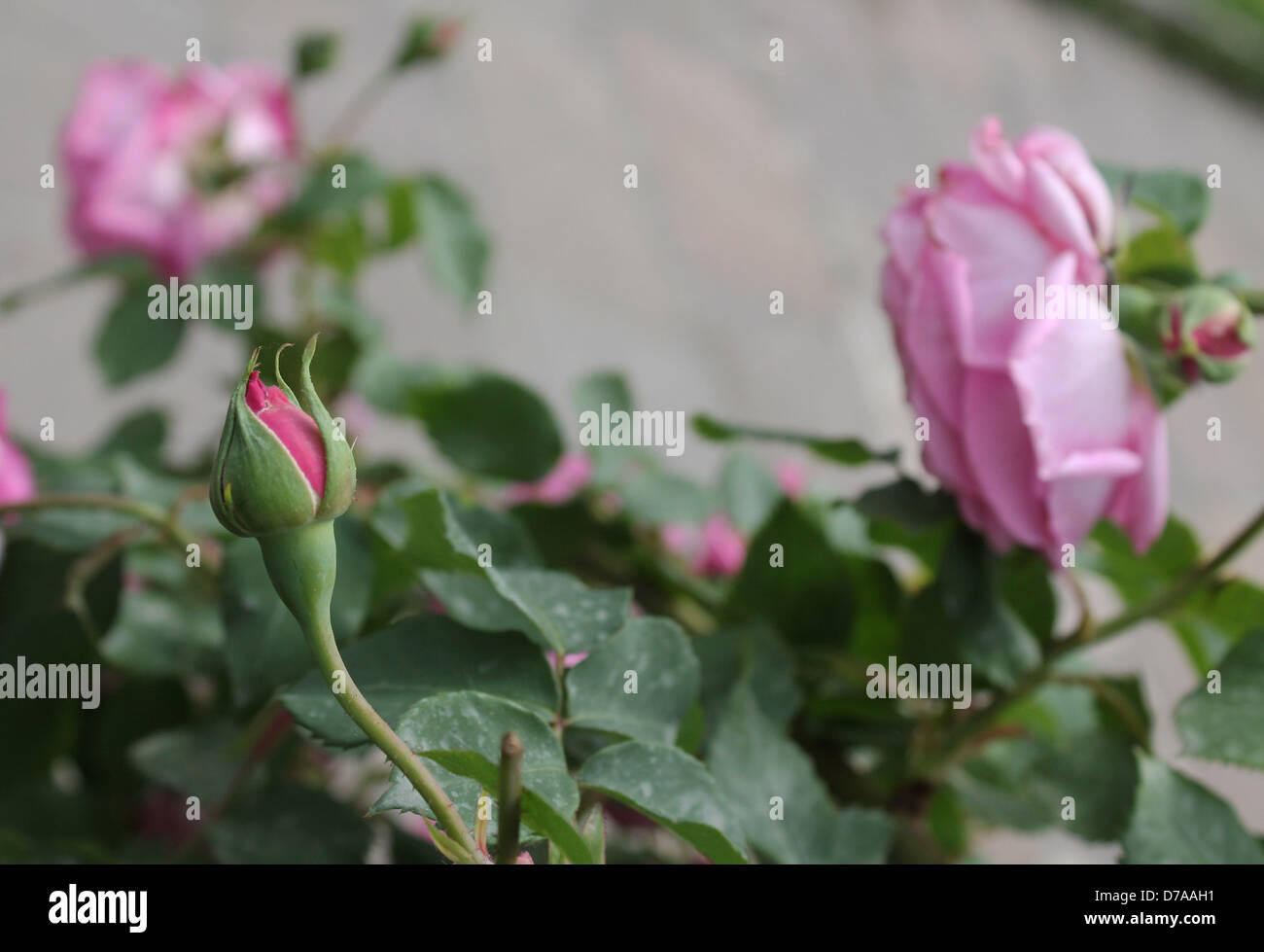 Rose family hi-res stock photography and images - Alamy