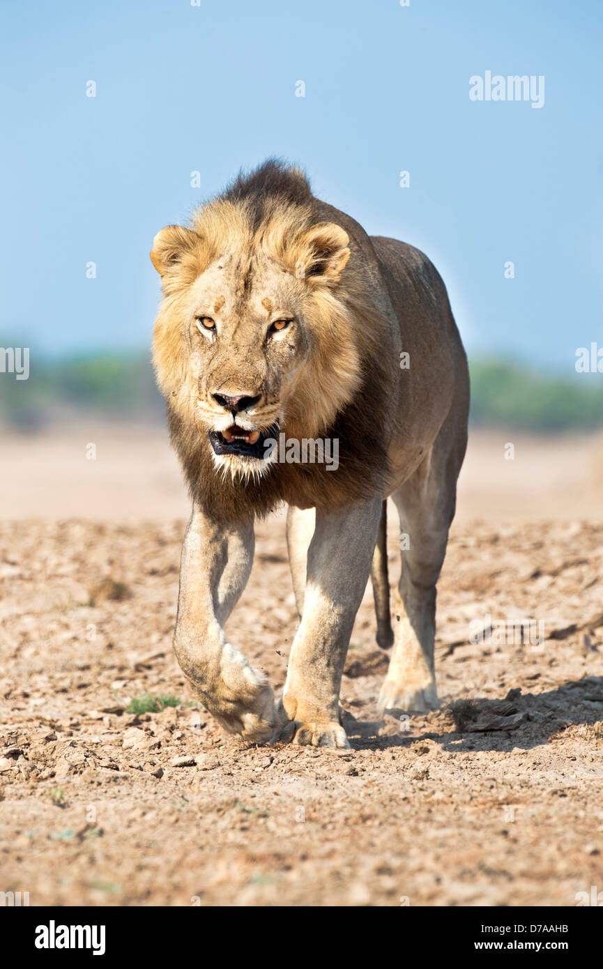 Adult male African lion Panthera leo on banks Luangwa River South ...