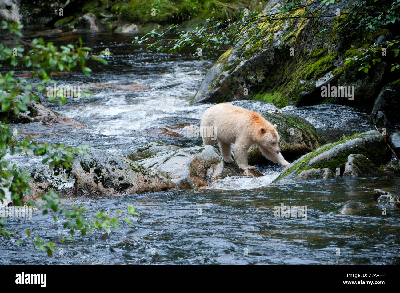 Adult Kermode bear Ursus americanus kermodei white morph black bear in ...