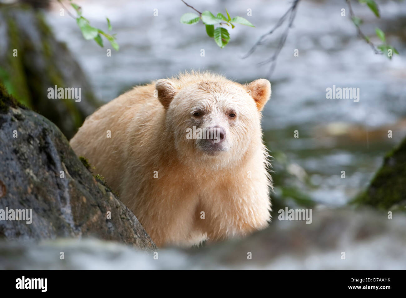 Adult Kermode bear Ursus americanus kermodei white morph black bear in ...