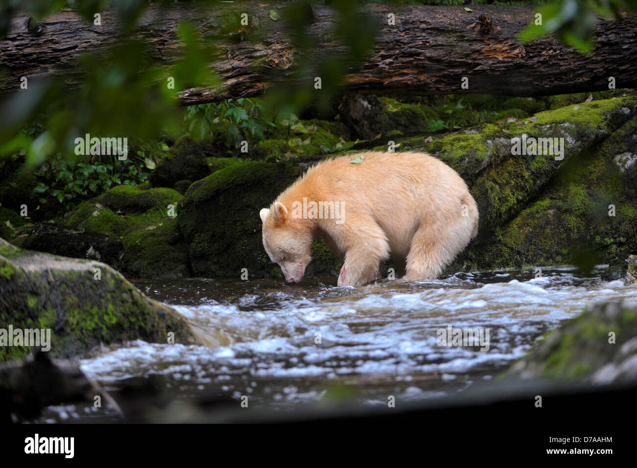 Adult Kermode bear Ursus americanus kermodei white morph black bear in ...