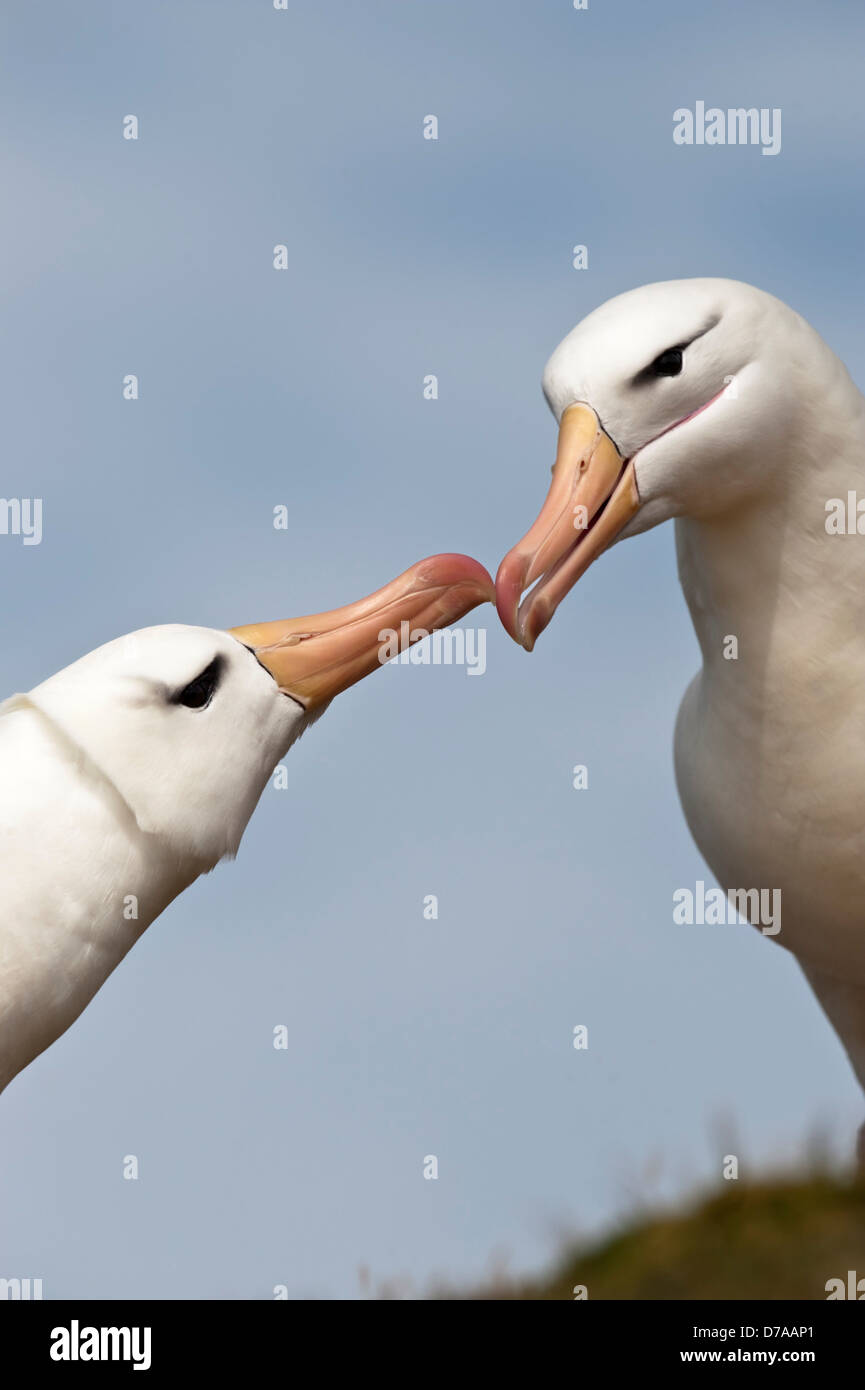 Male female Black-Browed Albatross Thalassarche melanophrys greeting ...