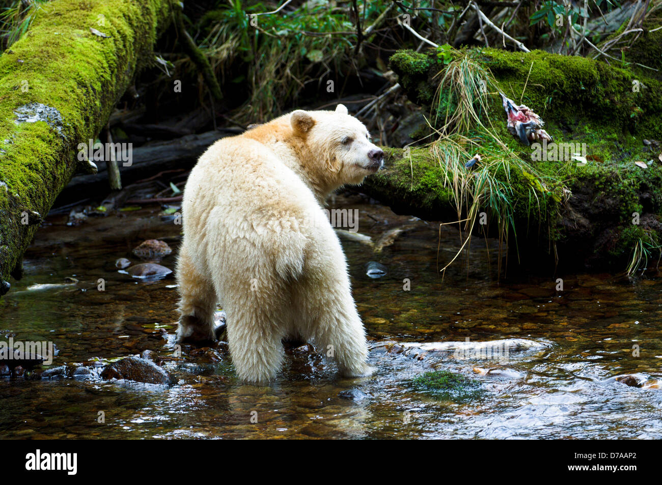 Adult Kermode bear Ursus americanus kermodei white morph black bear in ...