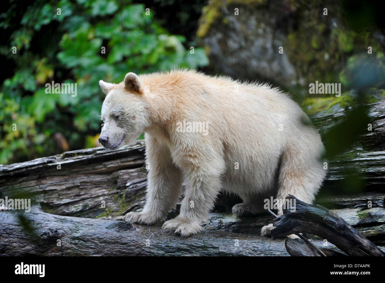 Adult Kermode bear Ursus americanus kermodei white morph black bear by ...