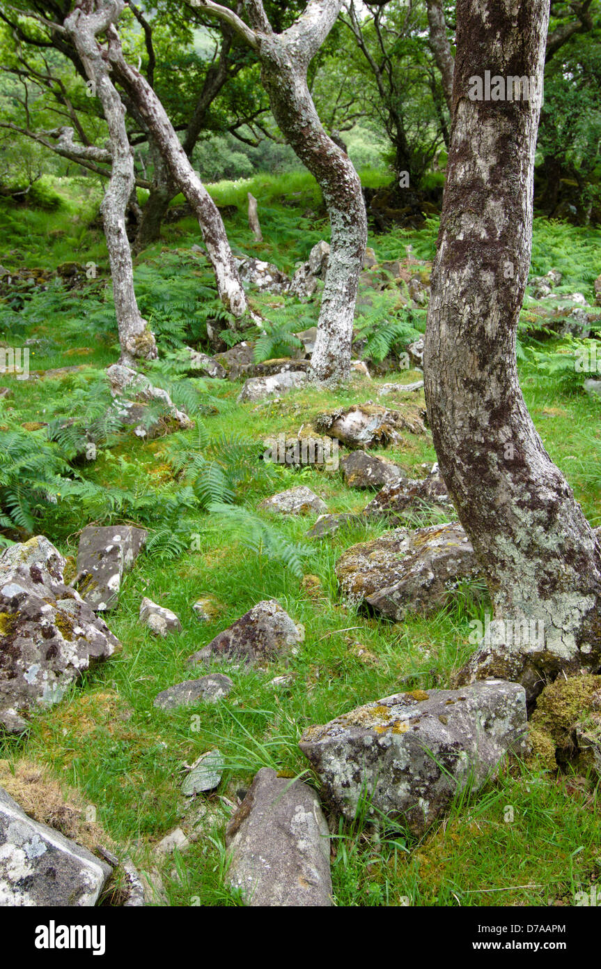 Ancient oak Quercus sp. at Scarsdale Wood Isle Mull Inner Hebrides ...