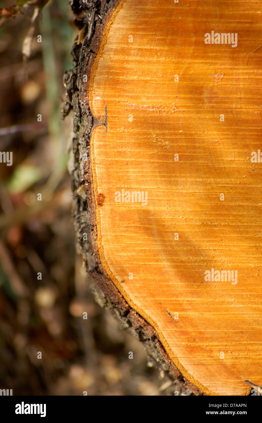 Cross section of a tree stump Stock Photo - Alamy