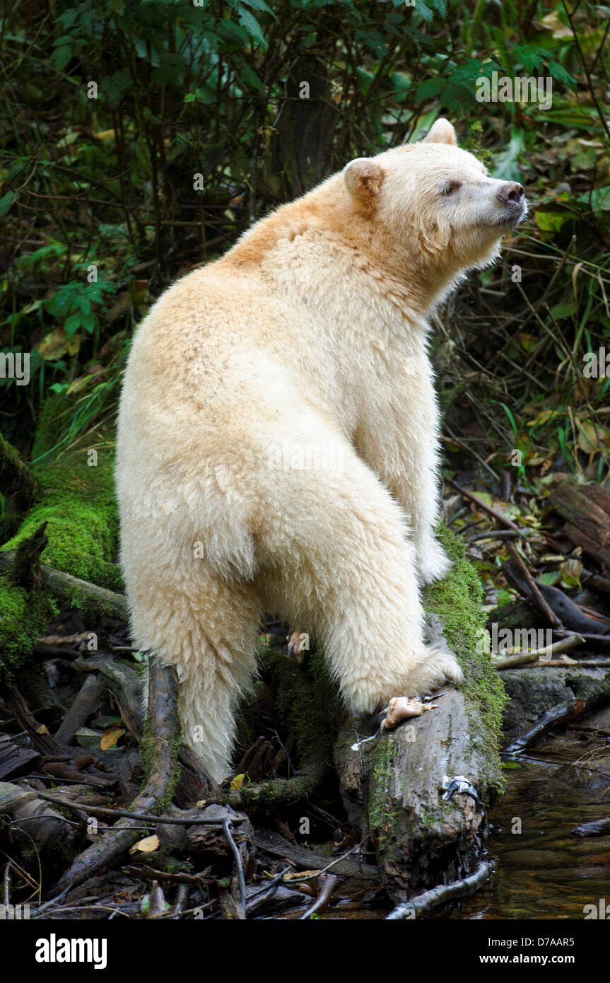 Adult Kermode bear Ursus americanus kermodei white morph black bear by ...