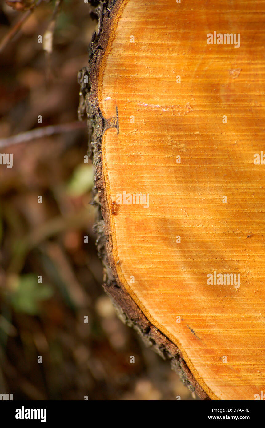Cross section of a tree stump Stock Photo - Alamy