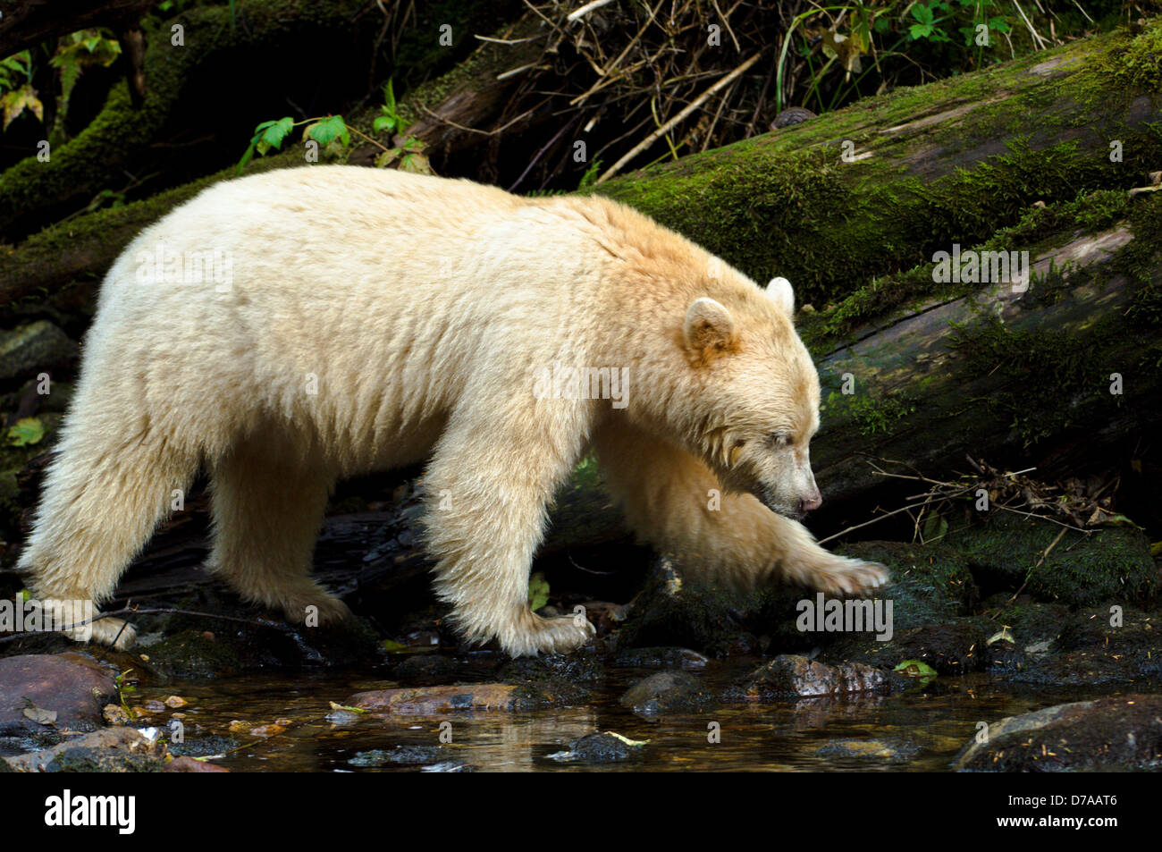 Kermode bear Ursus americanus kermodei by stream fishing salmon Princes ...