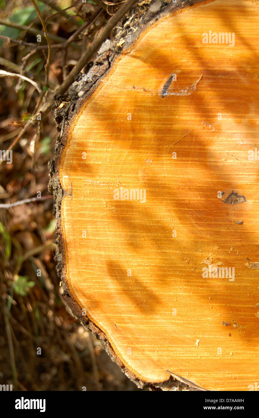 Cross section of a tree stump Stock Photo - Alamy