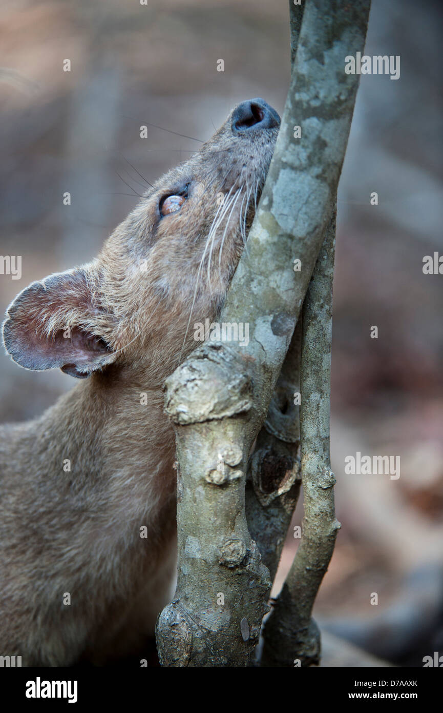 Adult female fossa Cryptoprocta ferox scent marking saplings on ...