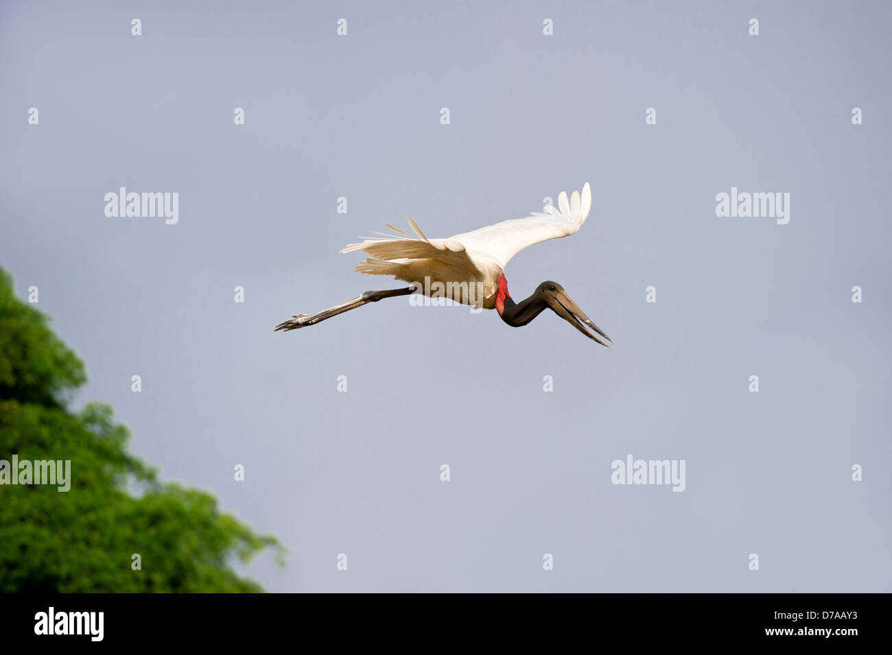 Jabiru stork Jabiru mycteria flying across Cuiaba River Northern ...