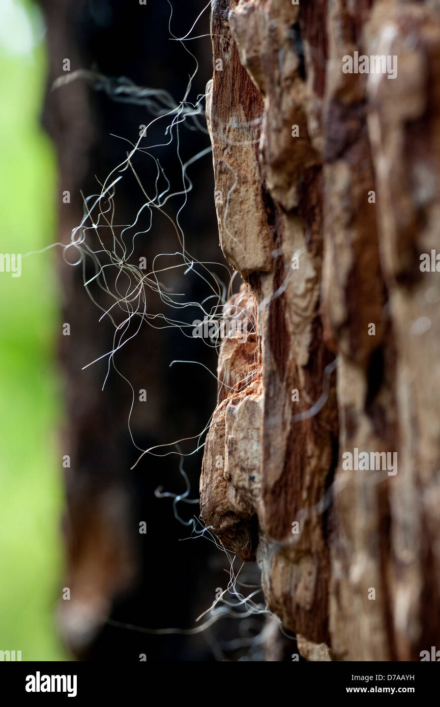 Animal Scratch Marks High Resolution Stock Photography and Images - Alamy