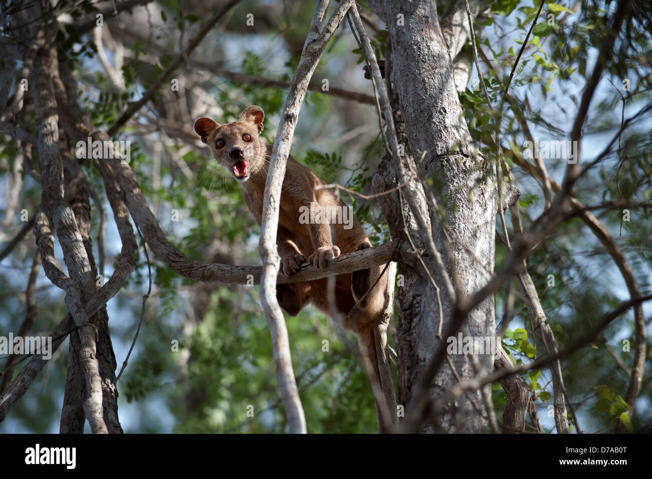 Fossa tree hi-res stock photography and images - Alamy