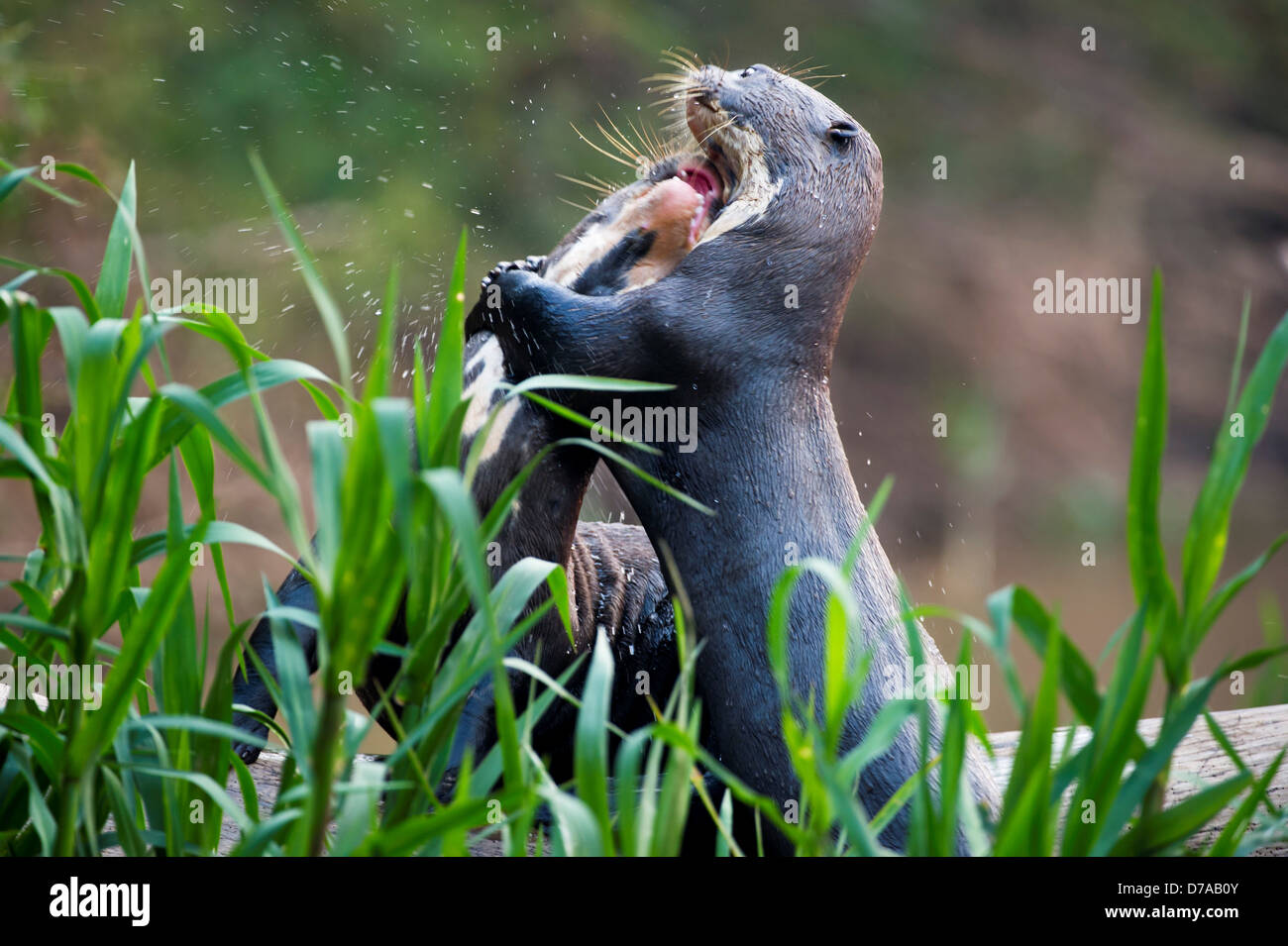 Two otters in grass hi-res stock photography and images - Alamy