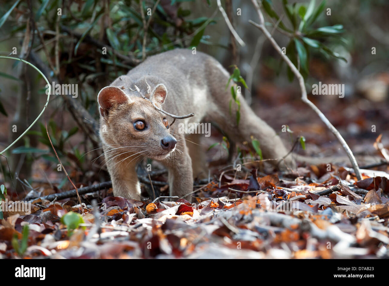 Adult female fossa Crytoprocta ferox in forest Kirindy Mitea National ...