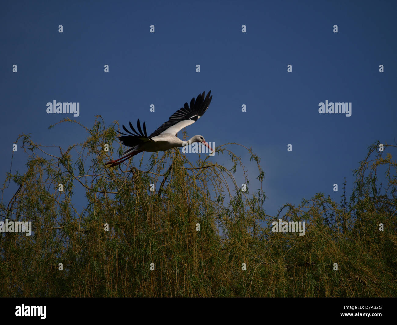 Flying stork with blue sky and trees in background Stock Photo - Alamy