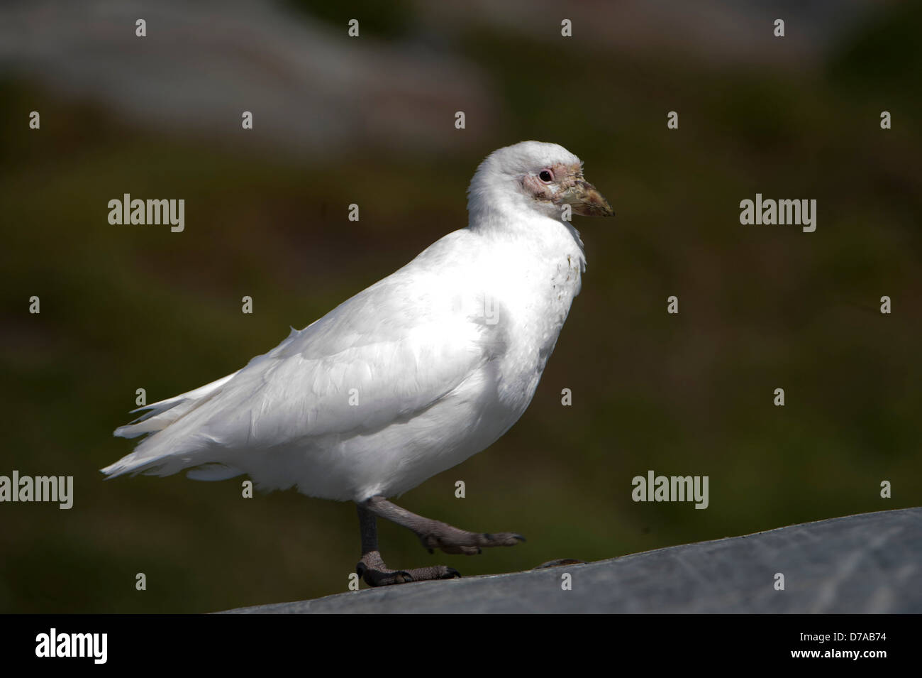 Pale faced hi-res stock photography and images - Alamy