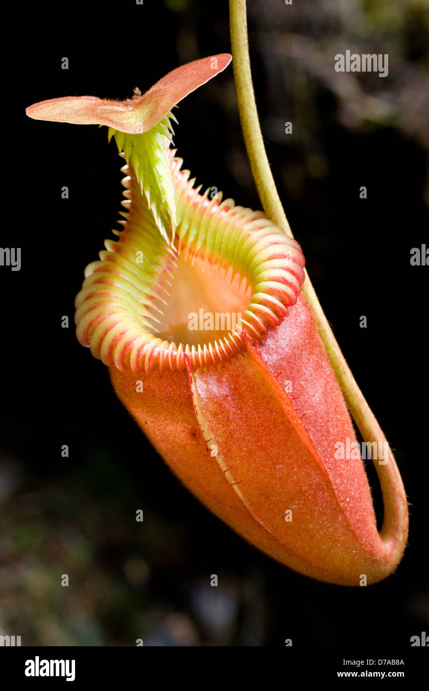 Upper pitcher Pitcher plant Nepenthes villosa on upper slopes Mt ...