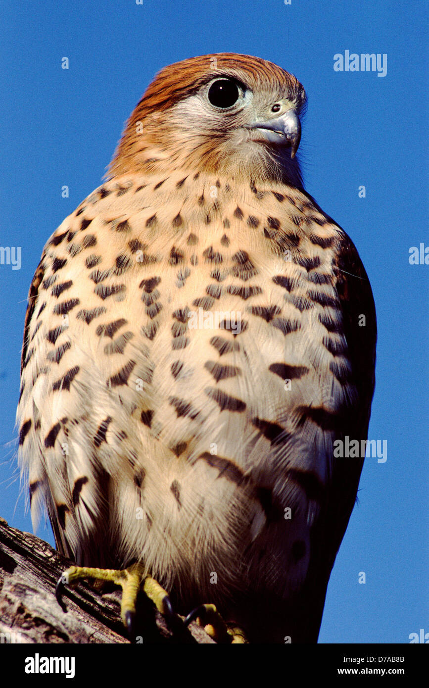 Kestrel bird mauritius hi-res stock photography and images - Alamy