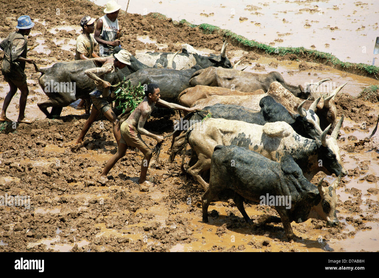 Betsileo tribesmen using Zebu cattle to plough rice paddy field ...