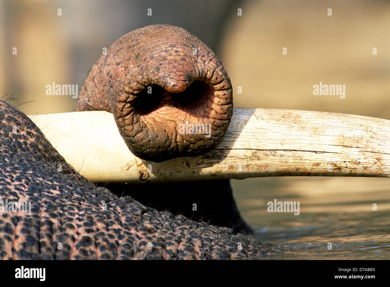 Close-up trunk tusk Indian elephant Elephas maximus Kanha National Park ...