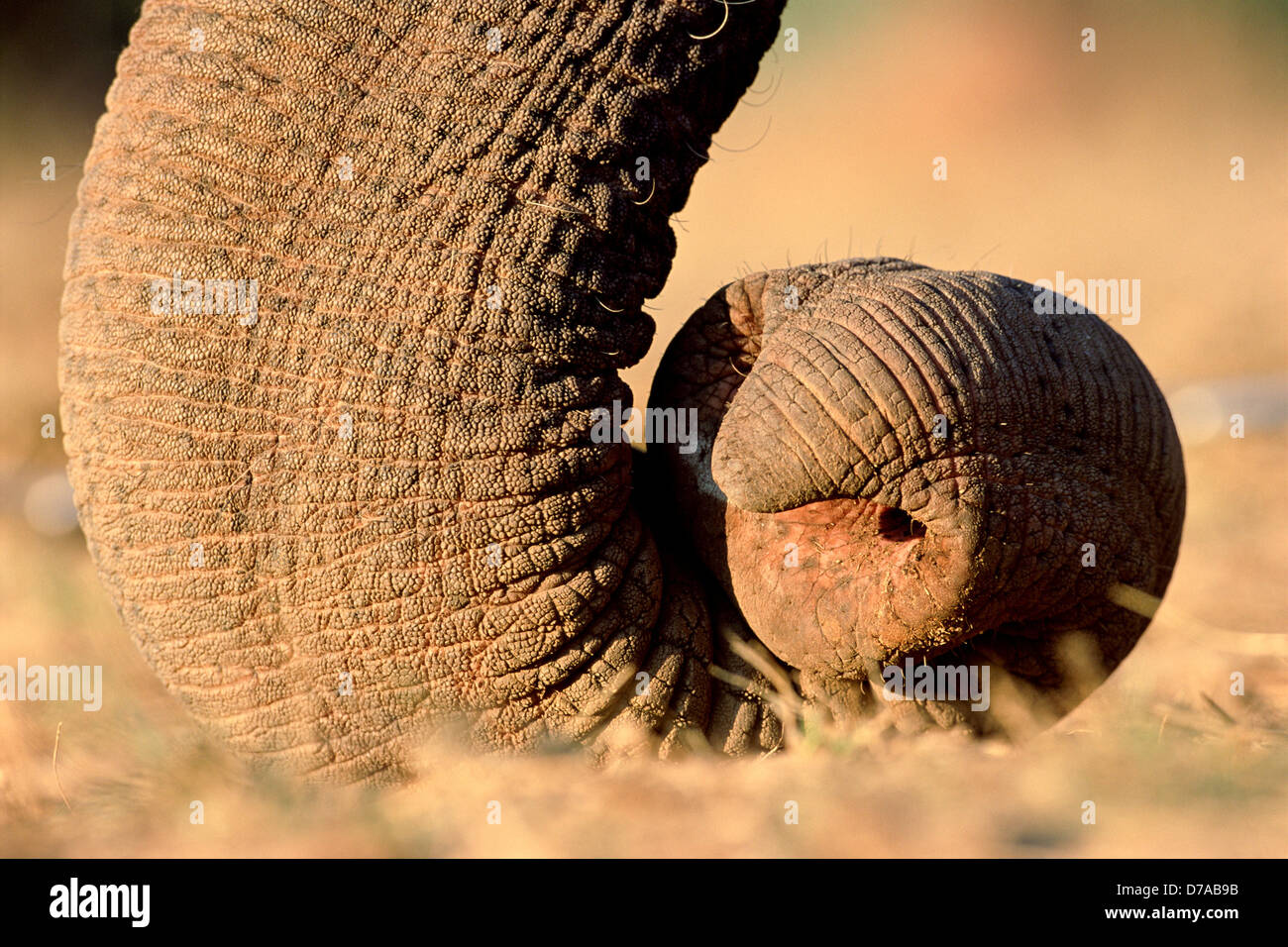 Close-up curled tip trunk Indian elephant Elephas maximus India Stock ...