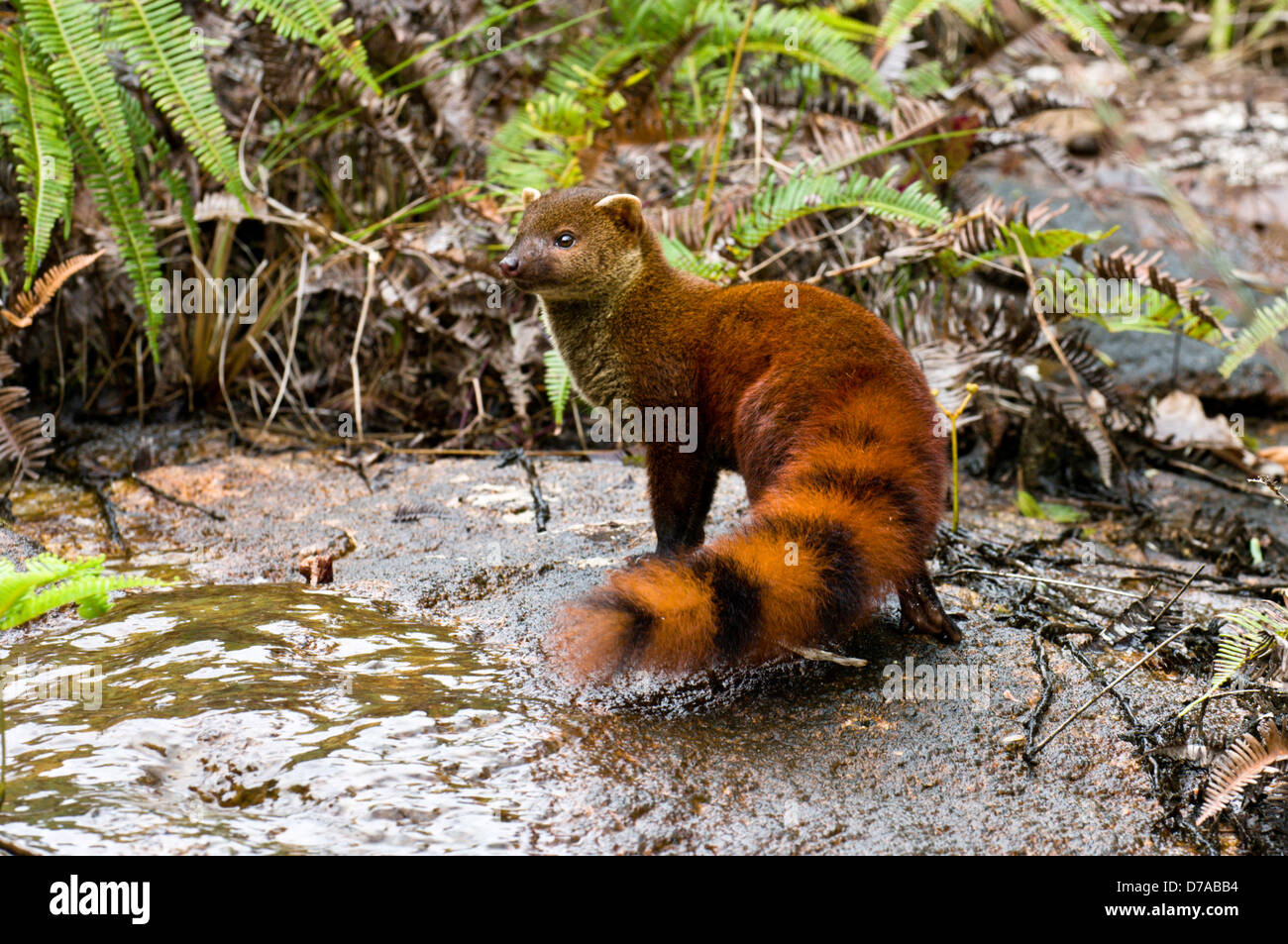 Eastern Ring-Tailed Mongoose Galidia elegans elegans in forest Marojejy ...