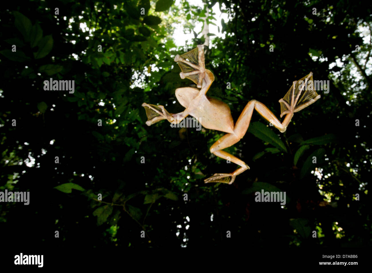 Wallace's Flying frog Rhacophorus nigropalmatus perched in understory ...