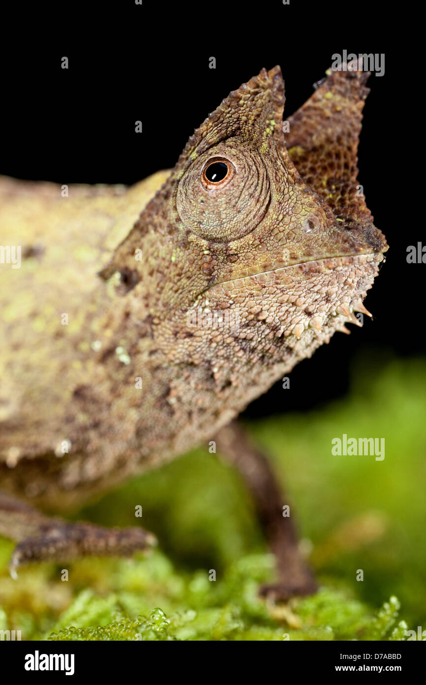 Brown leaf chameleon brookesia superciliaris hi-res stock photography ...