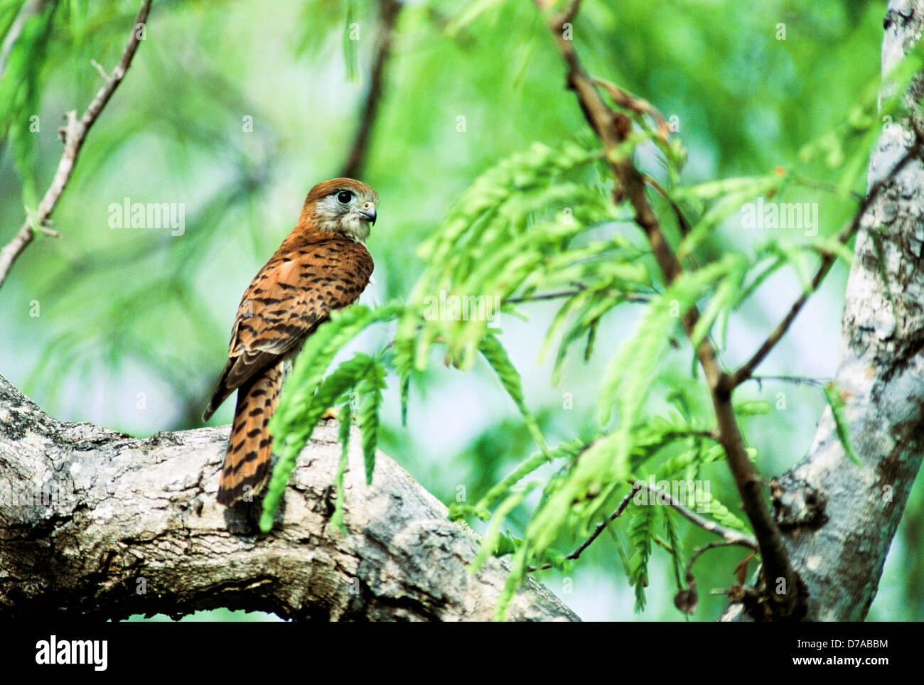 Kestrel bird mauritius hi-res stock photography and images - Alamy