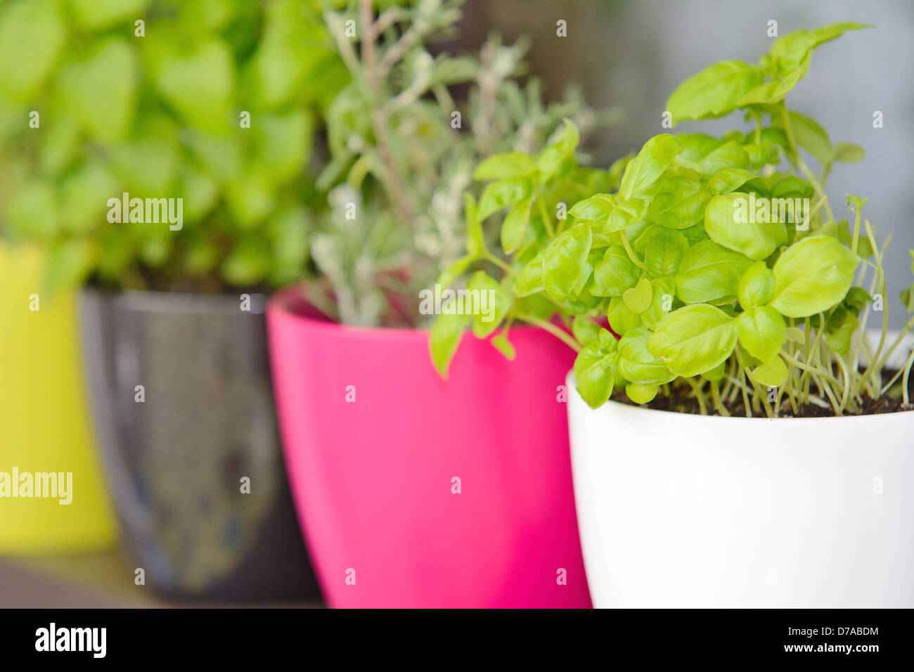 Purple basil in pot hi-res stock photography and images - Alamy