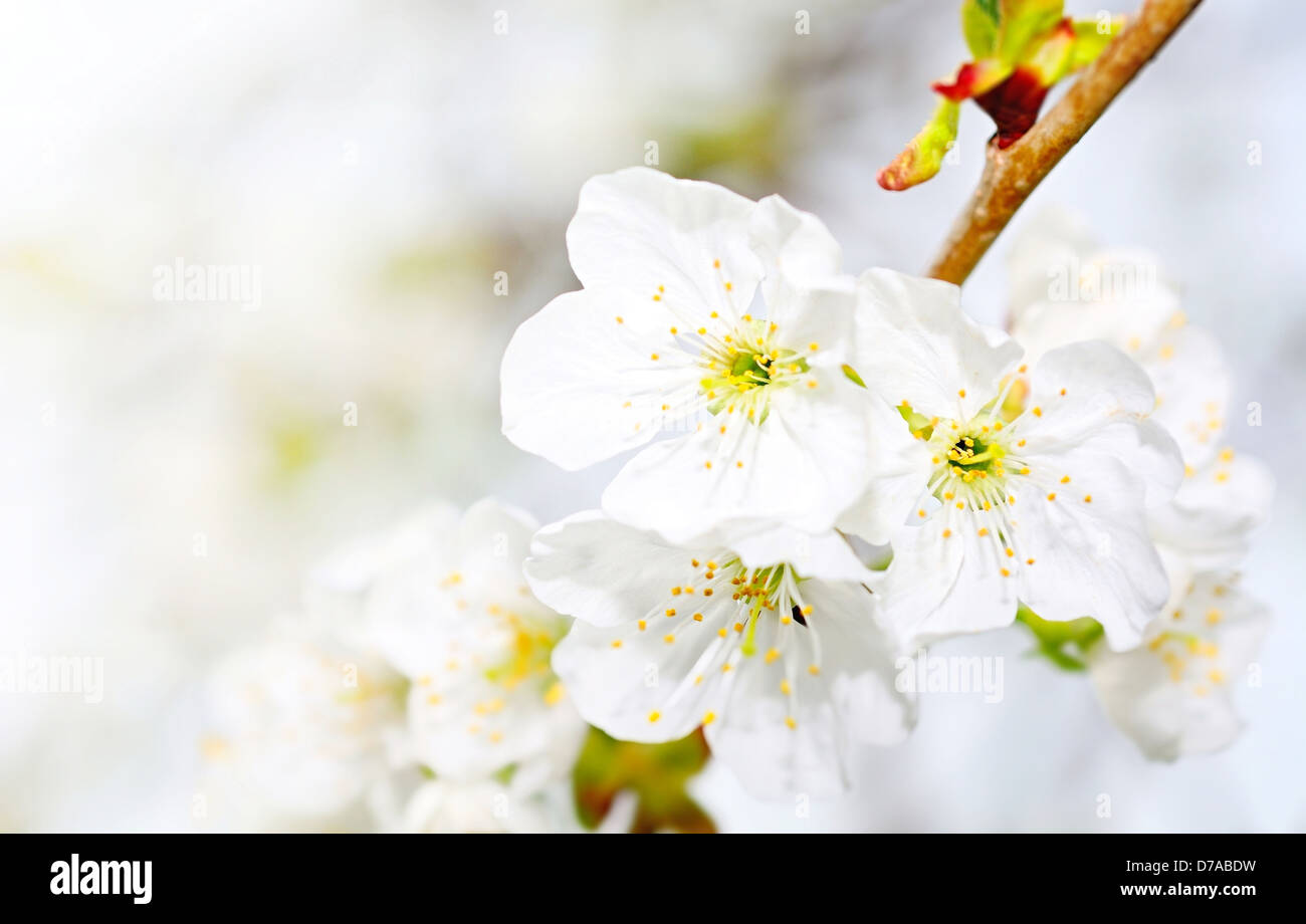 Closeup cherry spring tree hi-res stock photography and images - Alamy