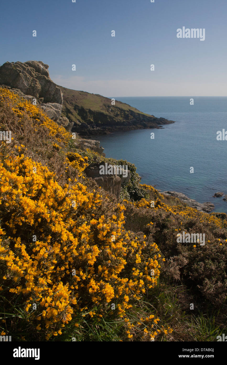 Rame common hi-res stock photography and images - Alamy