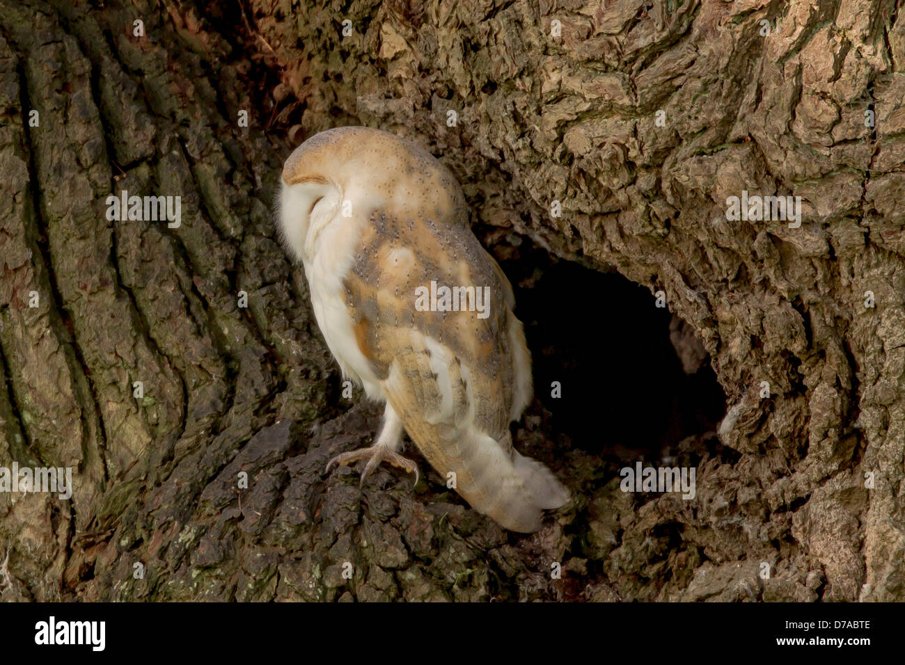 Norfolk. Sleepy Barn Owl in roosting oak tree Stock Photo - Alamy