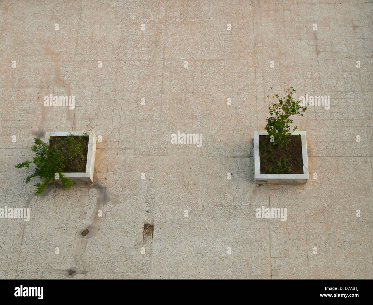 Top view of double trees planted on a marble box on tiles floor Stock ...