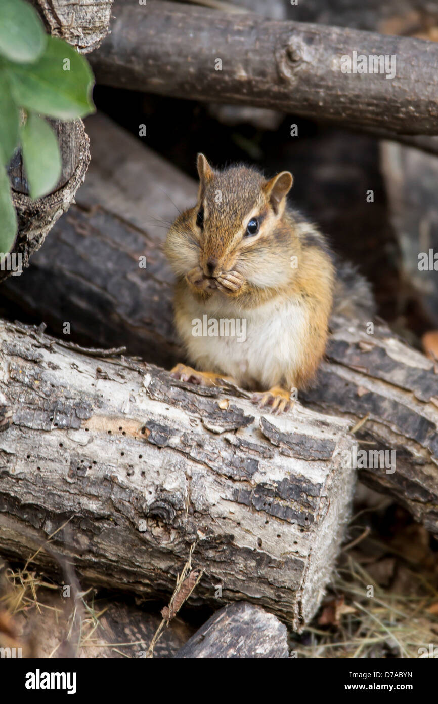 Chipmonk in log pile. Wisconsin US Stock Photo - Alamy