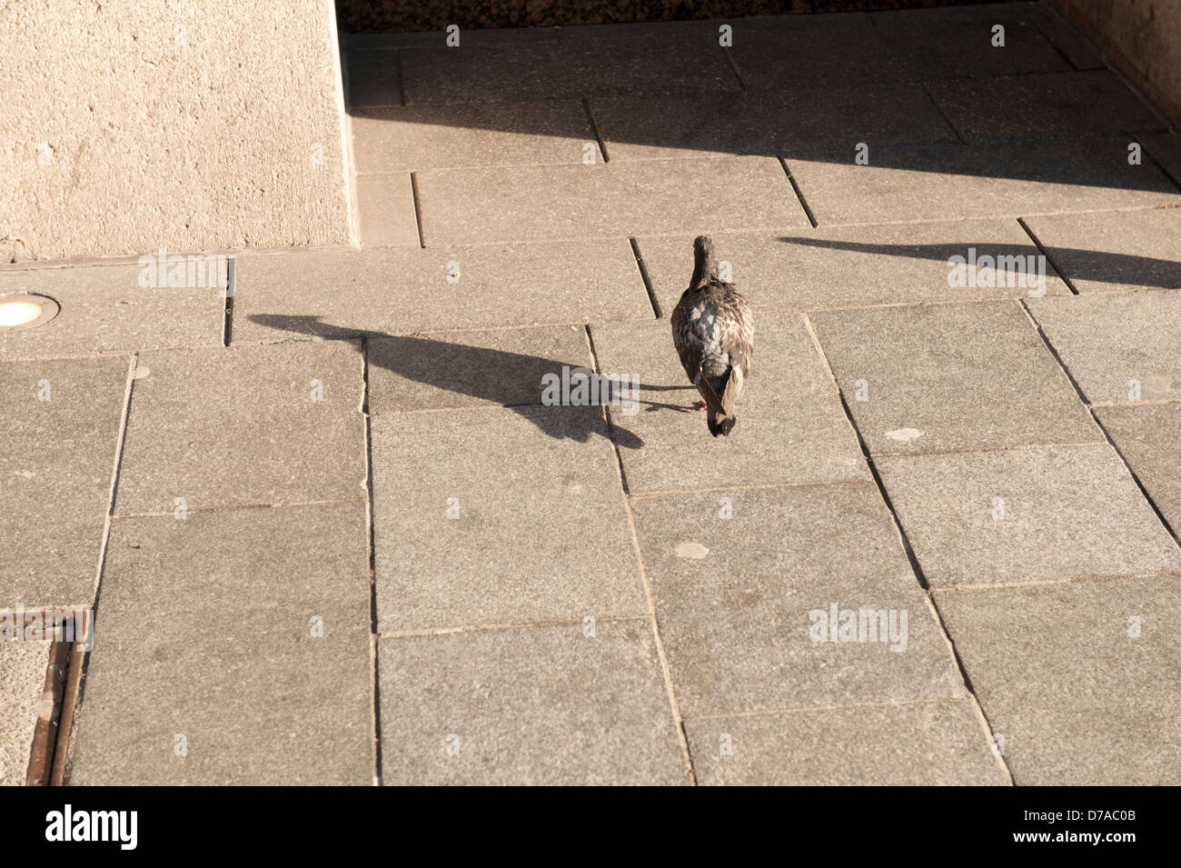 Pigeon shadow hi-res stock photography and images - Alamy