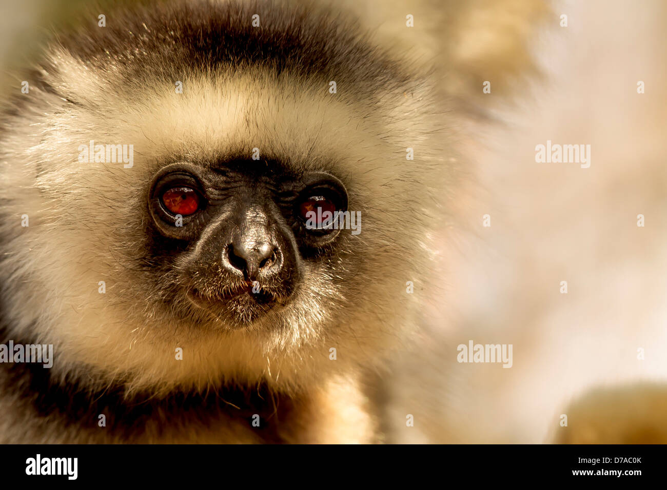 Diademed Sifaka Propithecus diadema Madagascar National Park Stock ...