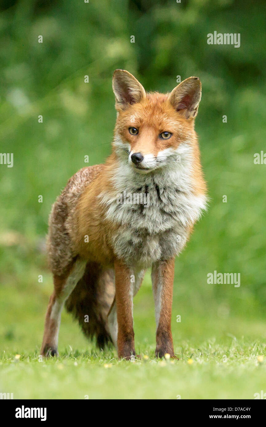 Essex evening hi-res stock photography and images - Alamy