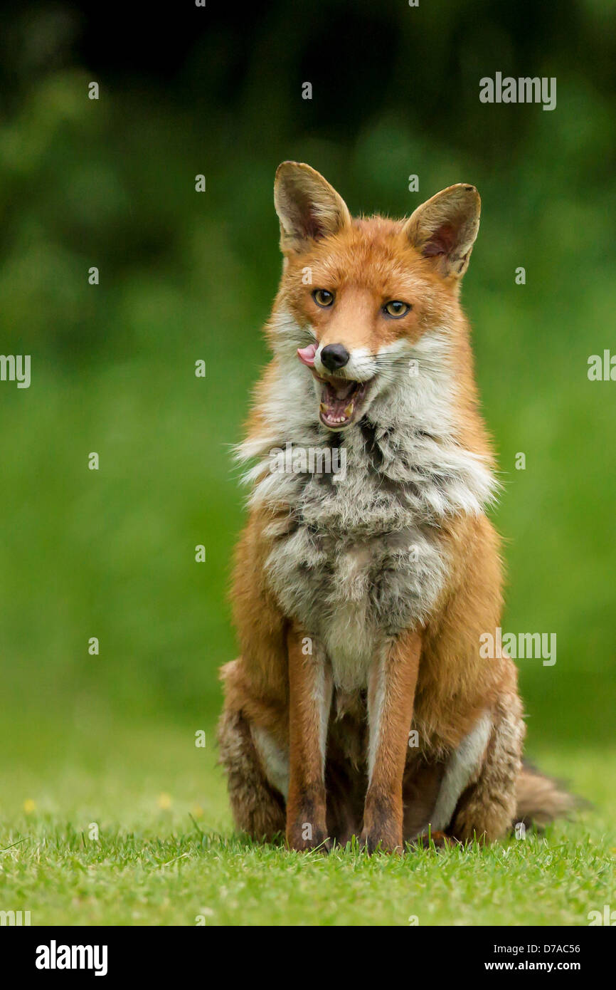 Urban Red Fox Evening in May Essex Stock Photo - Alamy