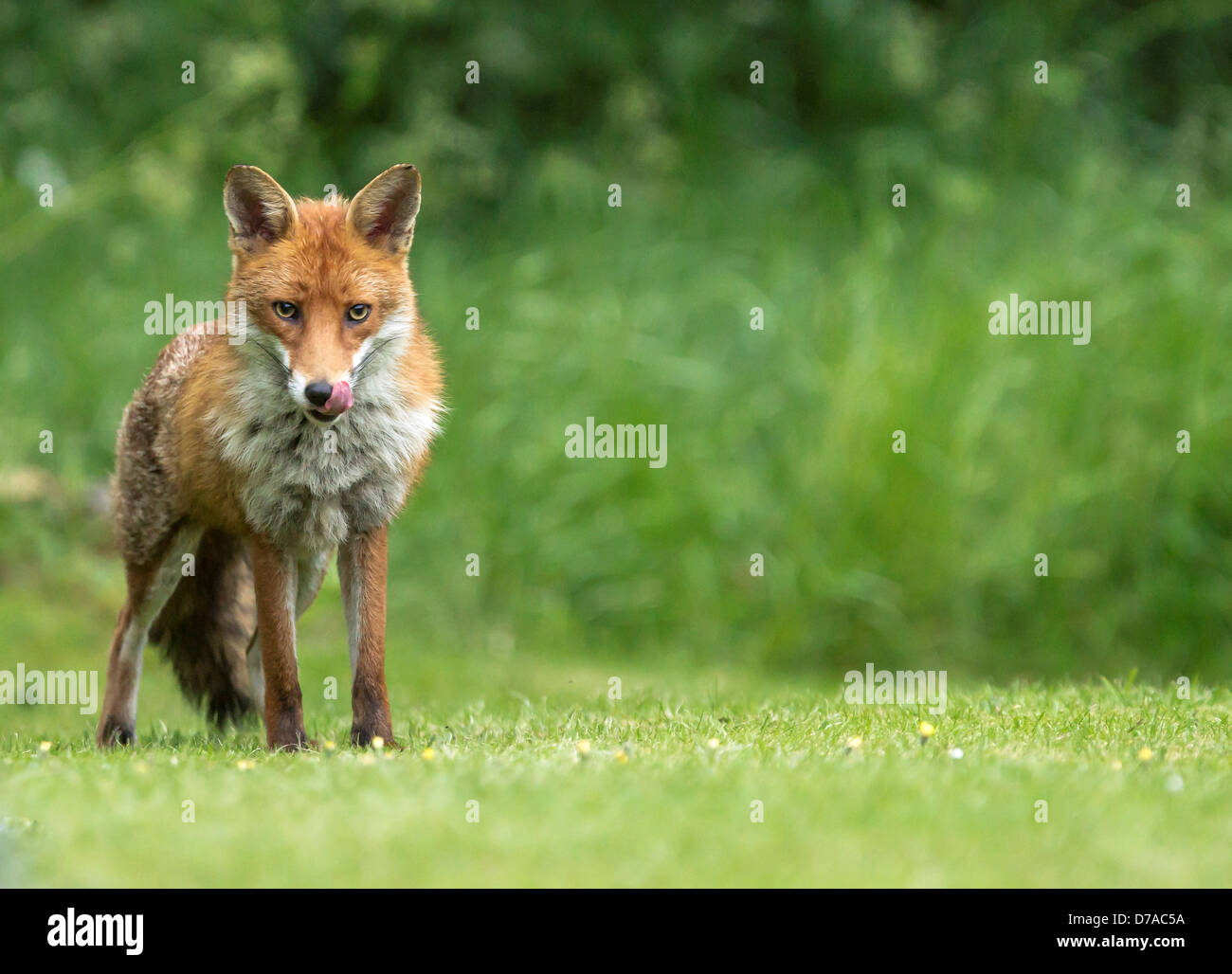 Essex evening hi-res stock photography and images - Alamy