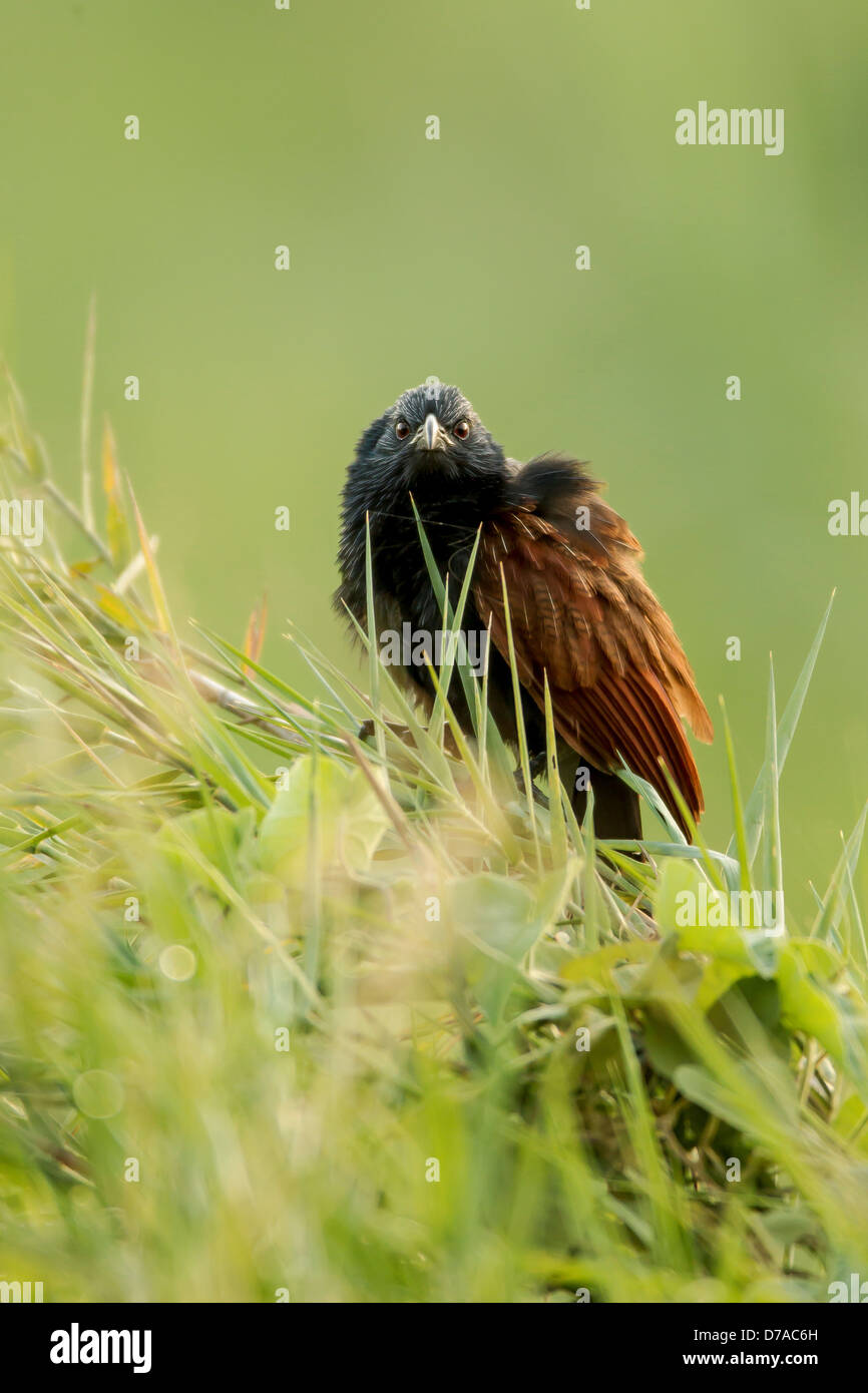 Madagascar coucal hi-res stock photography and images - Alamy