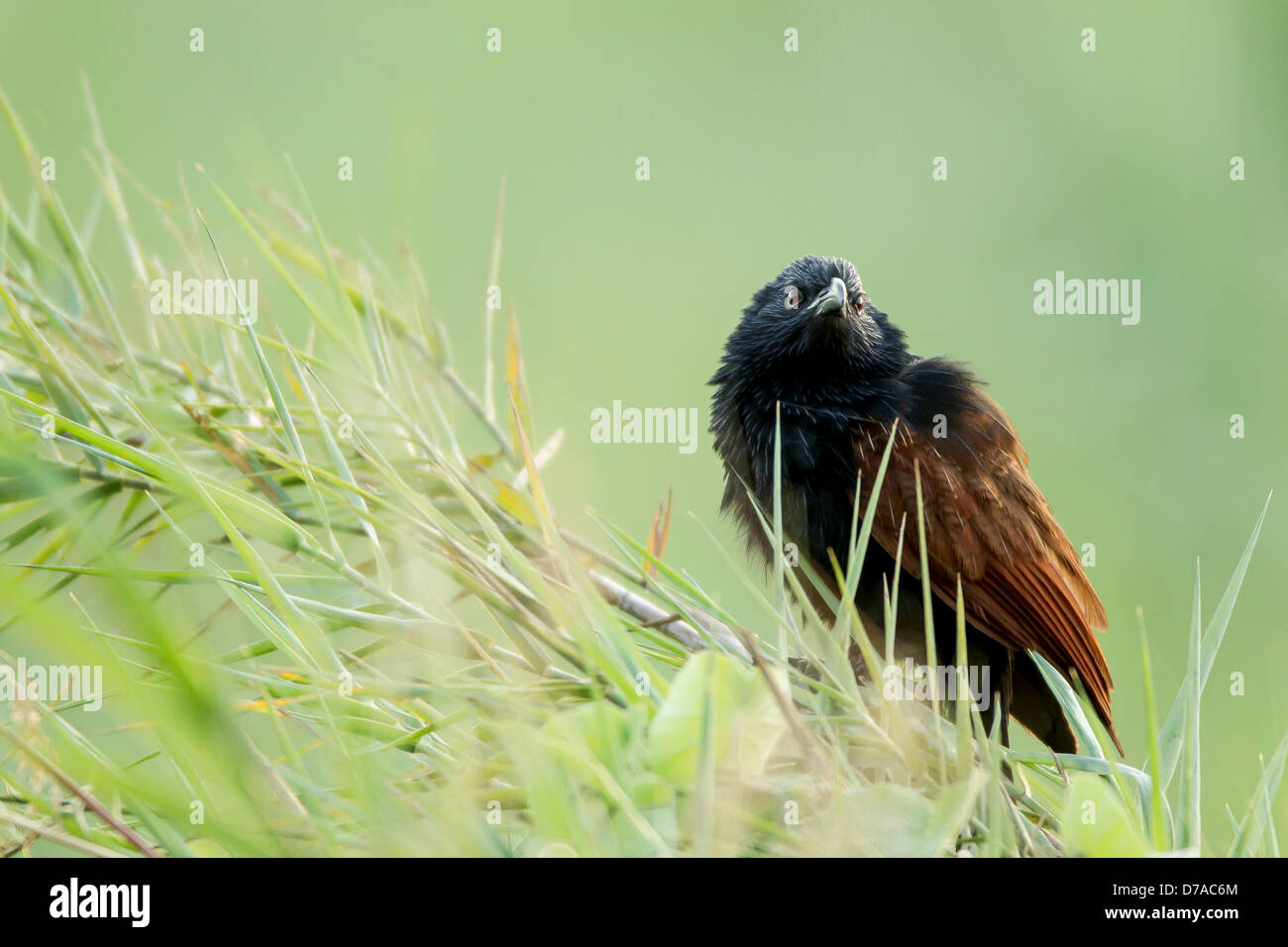 Greater Coucal Centropus sinensis early morning in reed bed Madagascar ...